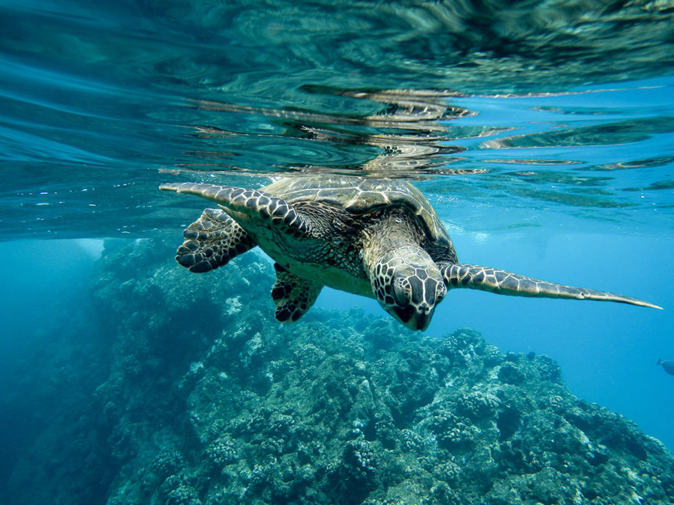 How to Watch Turtles in North Cyprus: A Guide for Nature Lovers | Cyprusify
